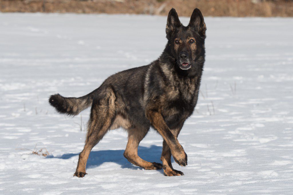 Retired and Remembered Dogs – Timber Ridge Farm