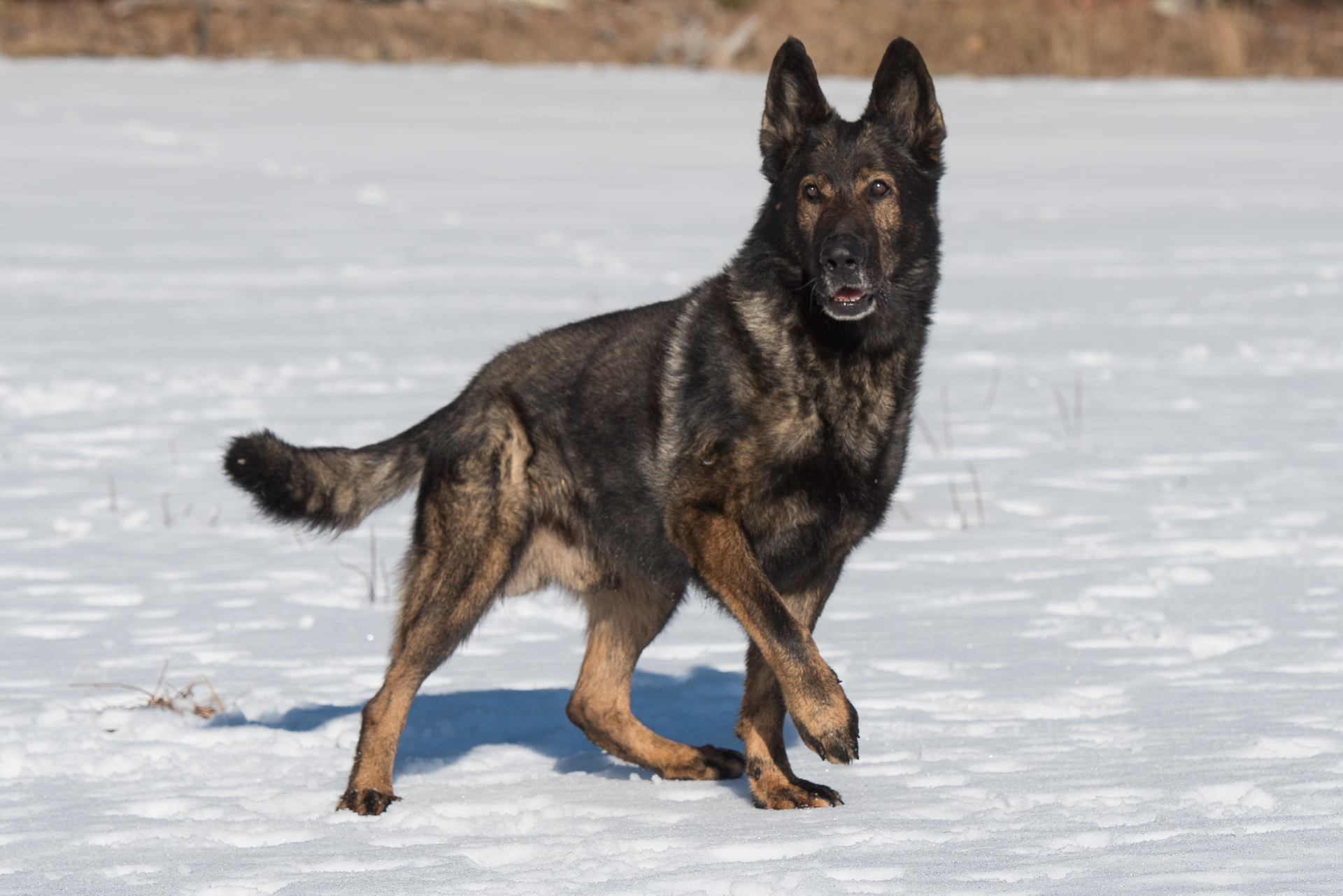 Retired and Remembered Dogs – Timber Ridge Farm