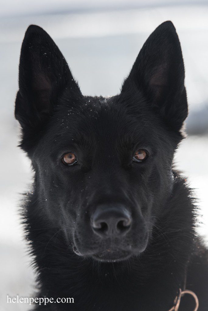 All About the Boys – Timber Ridge Farm