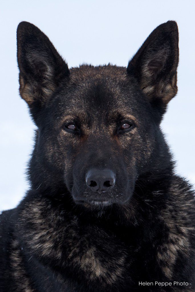 Retired and Remembered Dogs | Timber Ridge Farm