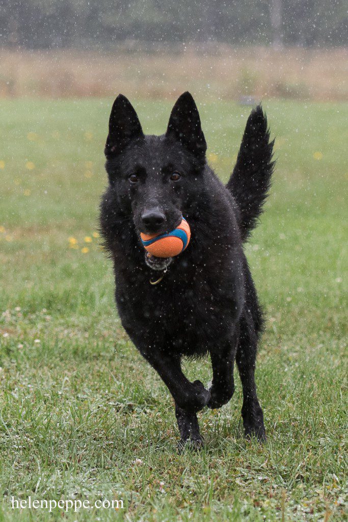 Retired and Remembered Dogs | Timber Ridge Farm