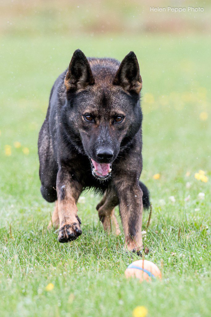 Retired and Remembered Dogs | Timber Ridge Farm