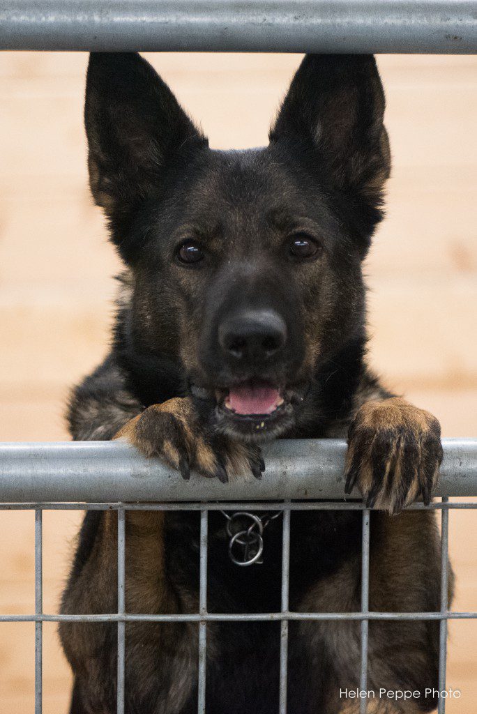 Retired and Remembered Dogs | Timber Ridge Farm