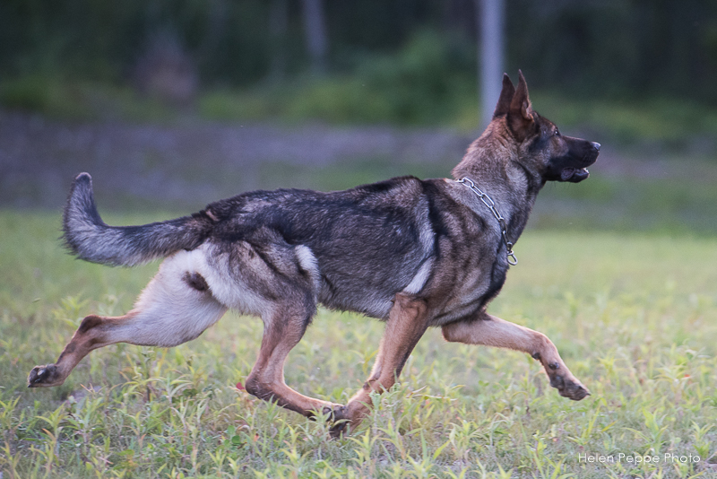 All About the Girls – Timber Ridge Farm