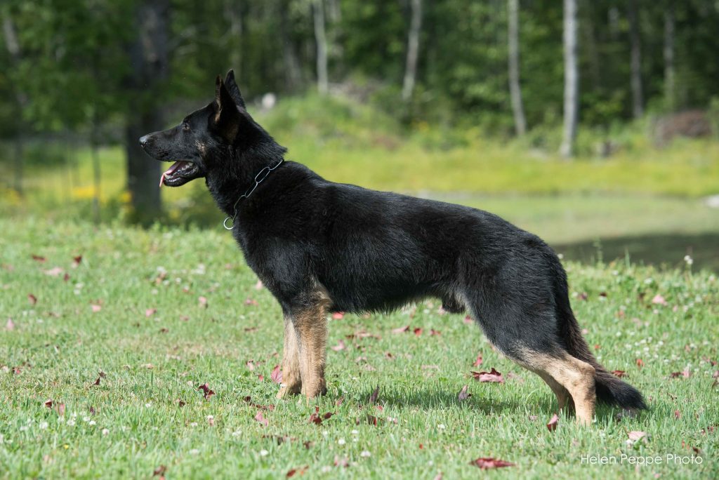 All About the Boys – Timber Ridge Farm
