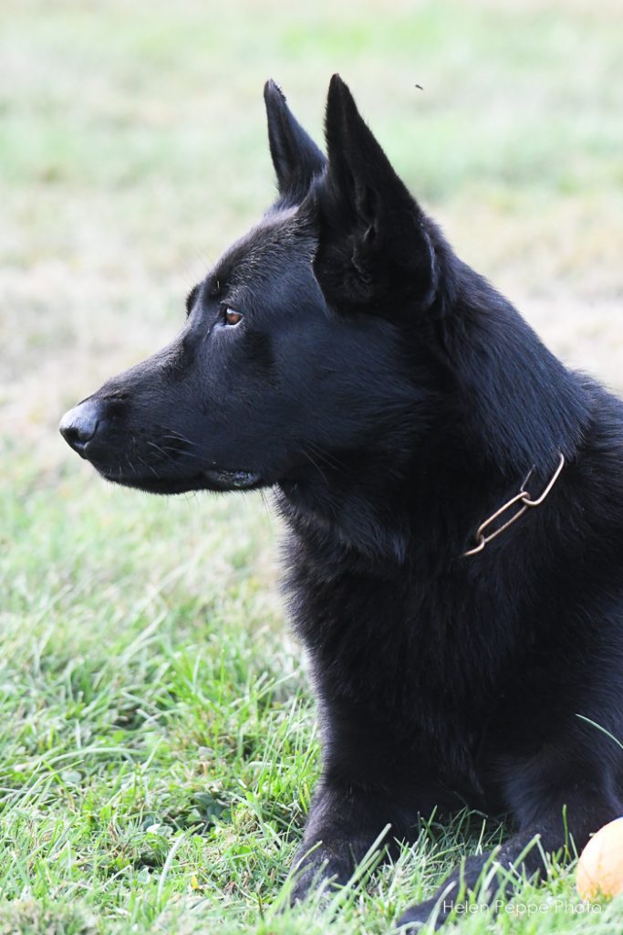 All About the Boys | Timber Ridge Farm