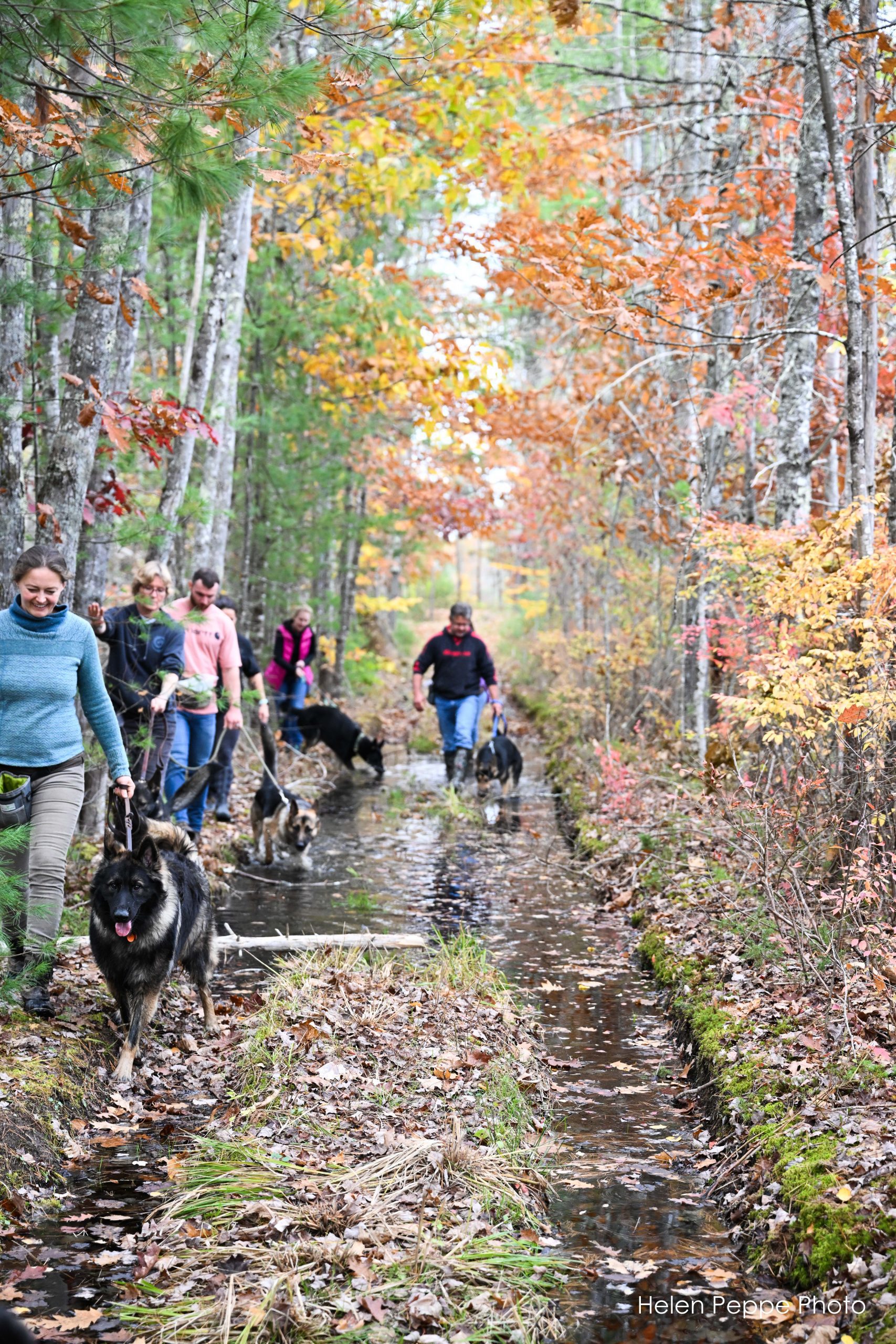 Dog Training – Timber Ridge Farm