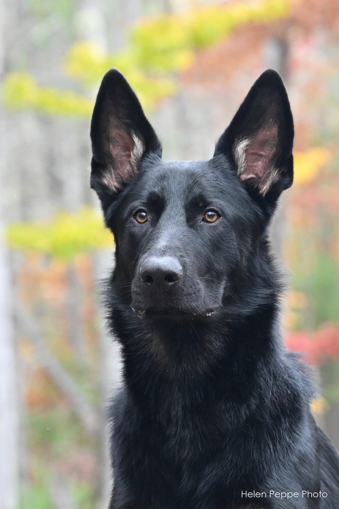 Dogs/Puppies For Sale – Timber Ridge Farm