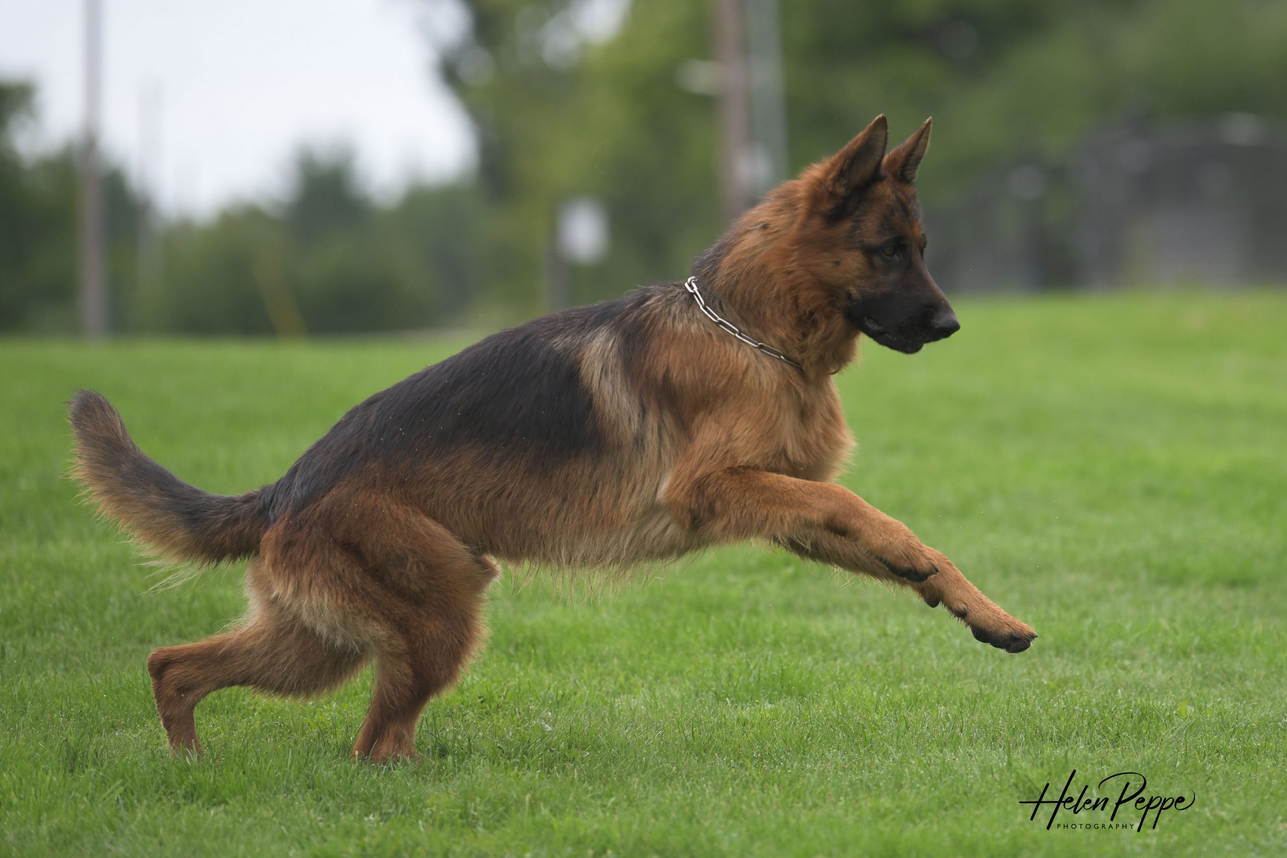 All About the Boys – Timber Ridge Farm