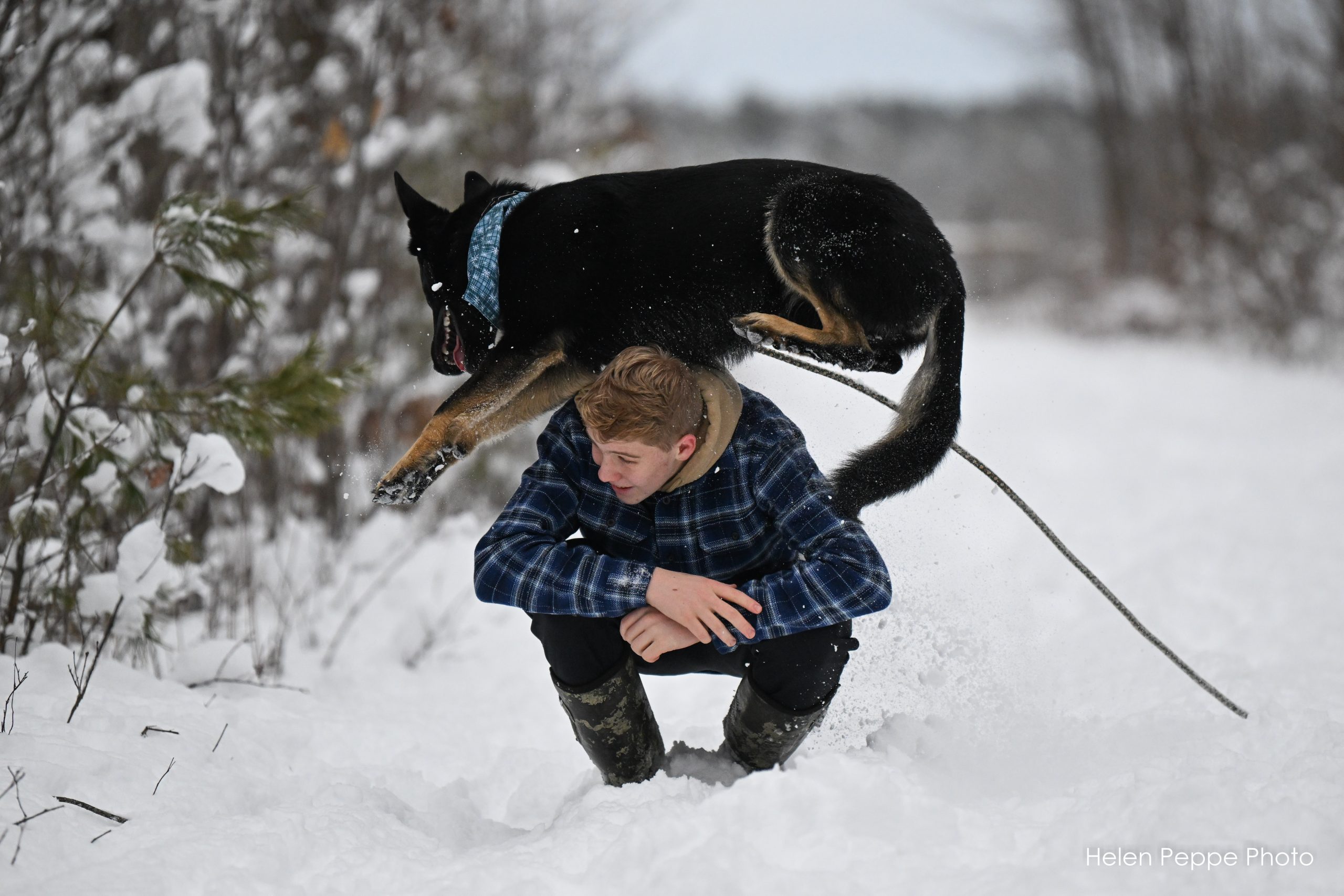 Dog Training – Timber Ridge Farm