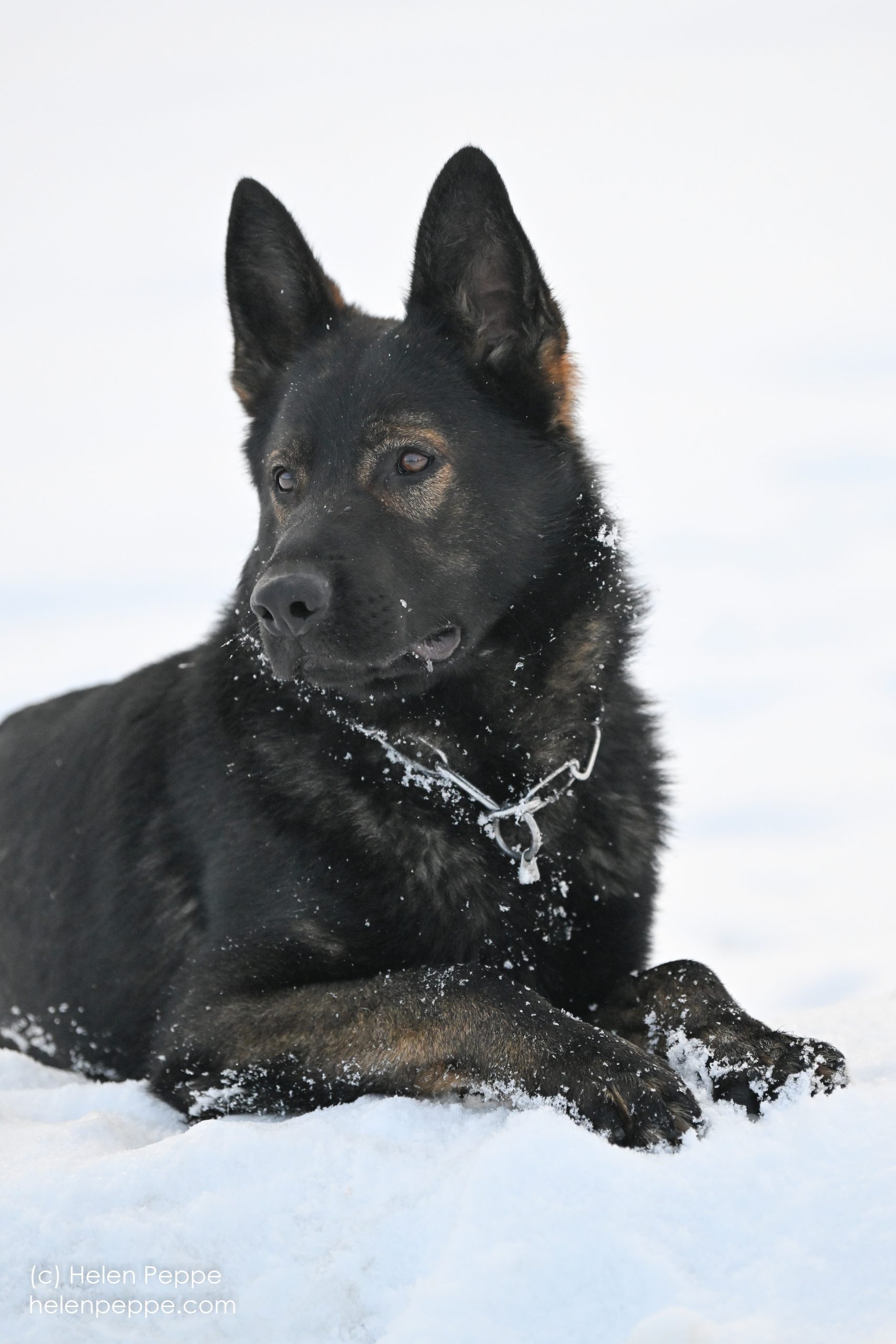 All About the Boys – Timber Ridge Farm