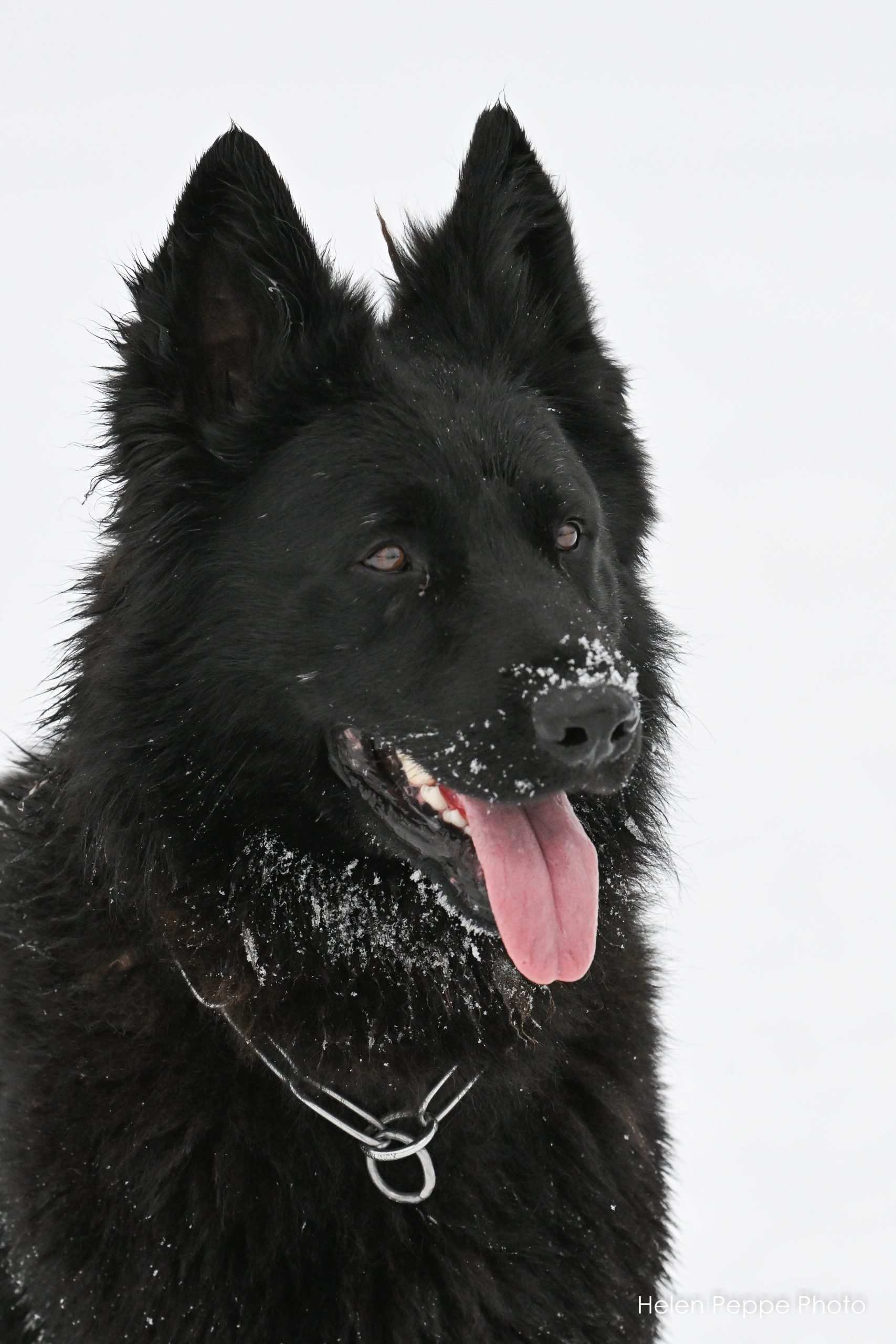 All About the Boys – Timber Ridge Farm