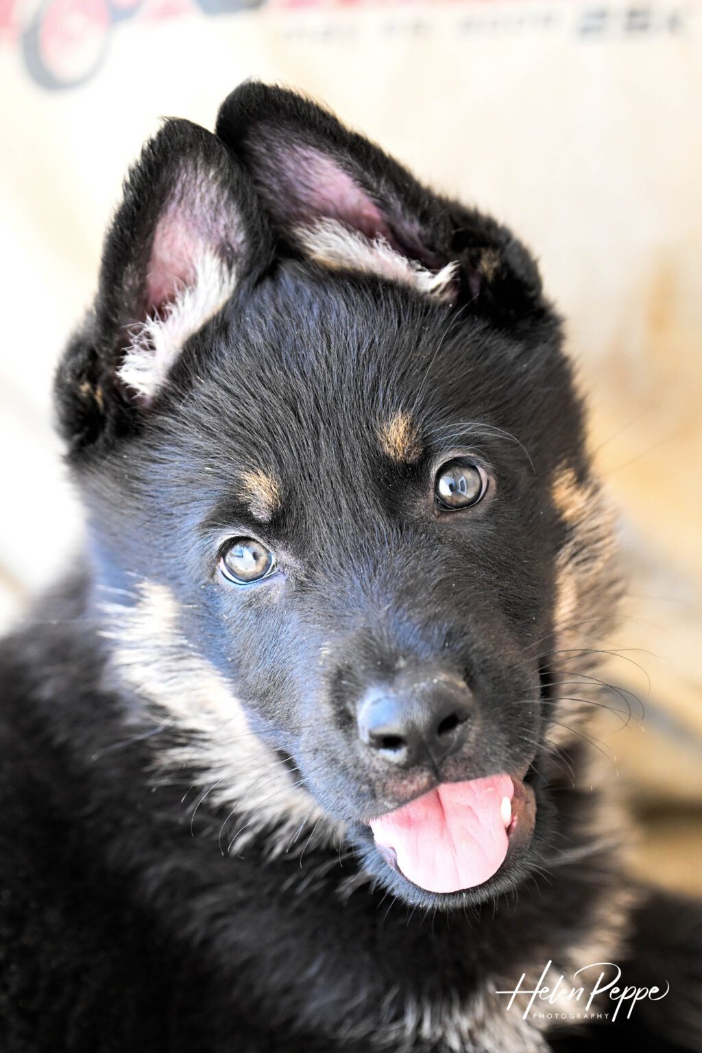 Dogs/Puppies For Sale – Timber Ridge Farm