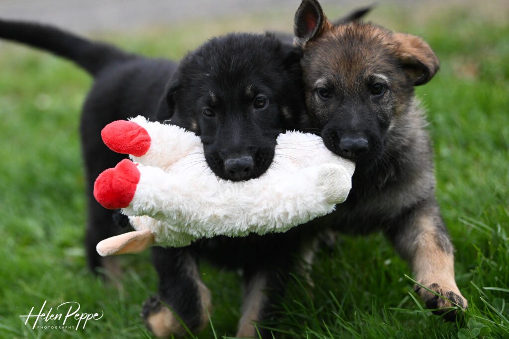 Dogs/Puppies For Sale – Timber Ridge Farm